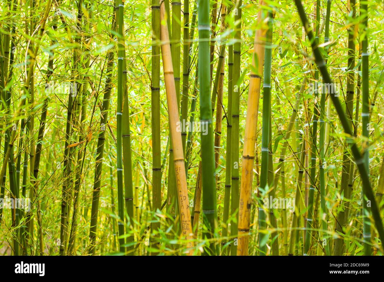 Bamboo forest background and view, landscape of green bamboo Stock ...