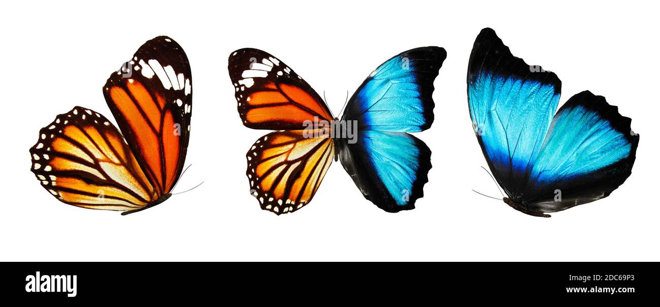 three butterflies with blue yellow wings isolated on white Stock Photo ...