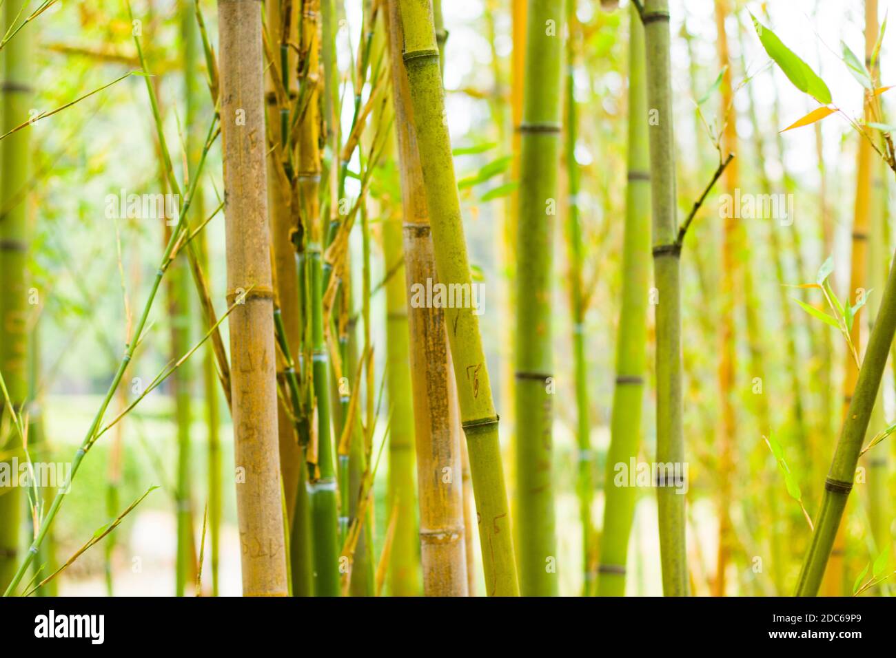 Bamboo forest background and view, landscape of green bamboo Stock ...