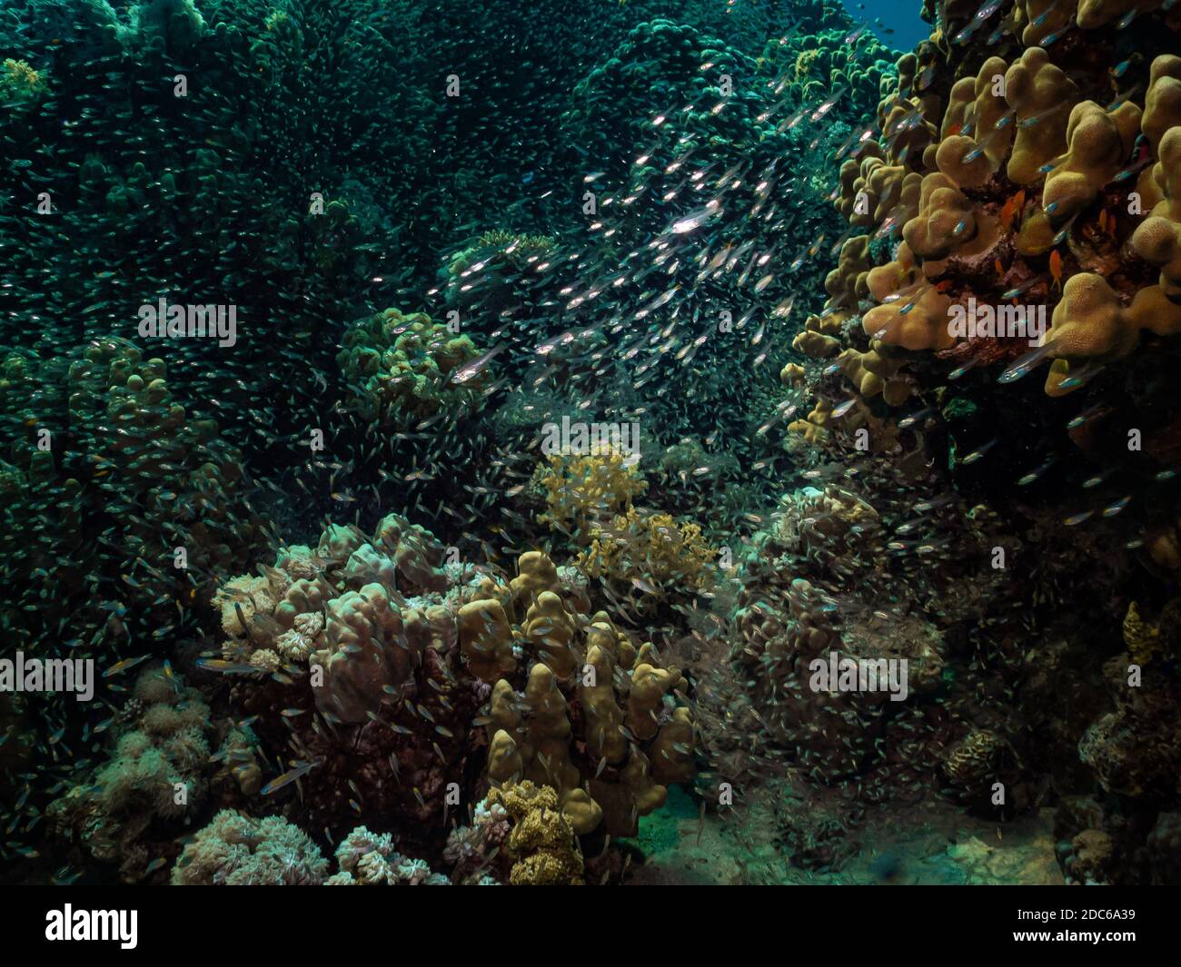 A Red Sea coral reef teeming with marine life. Picture from a reef ...