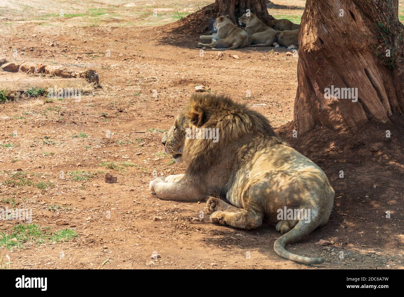 Animals from the Fasano safari zoo. Puglia Stock Photo - Alamy