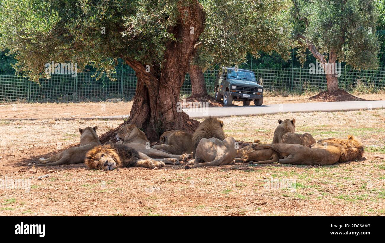 Animals from the Fasano safari zoo. Puglia Stock Photo - Alamy