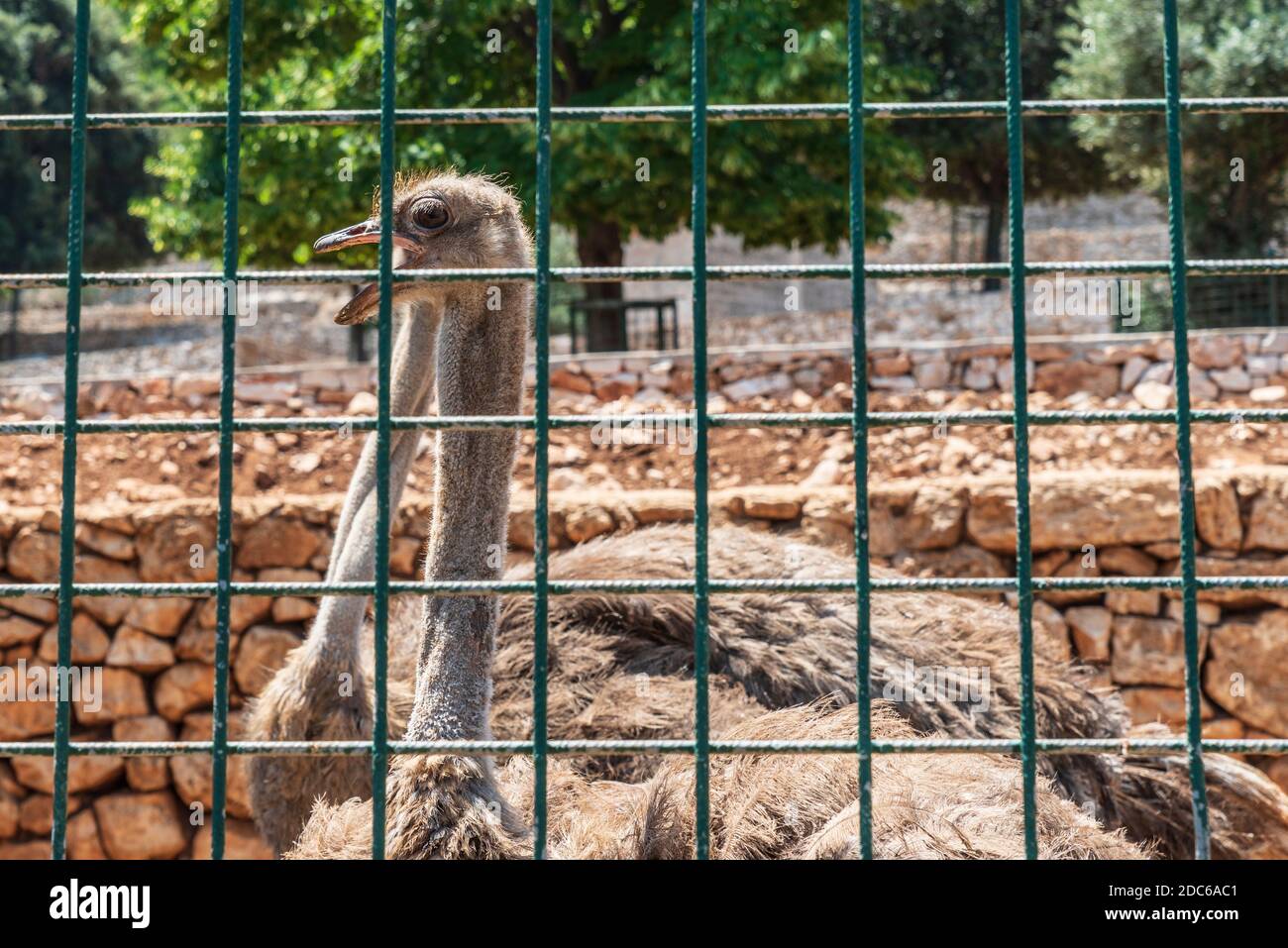 Animals from the Fasano safari zoo. Puglia Stock Photo - Alamy
