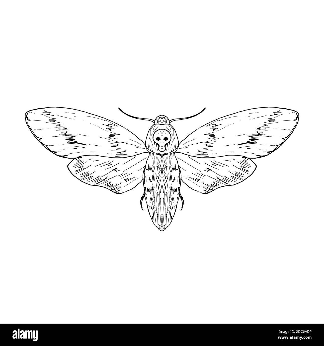 Sphinx Moth Drawing