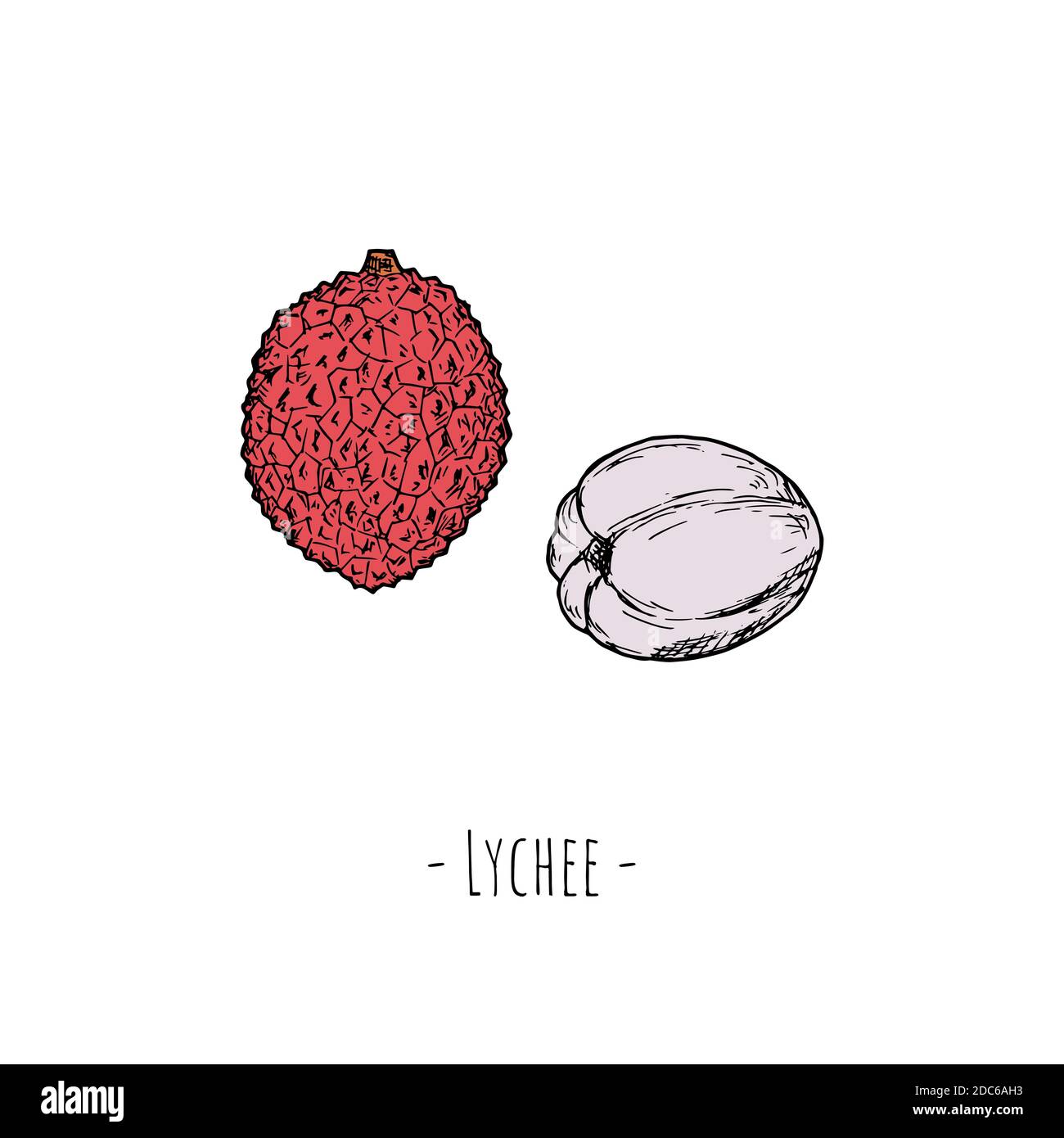 Lychees. Vector cartoon illustration. Isolated objects on white. Hand ...