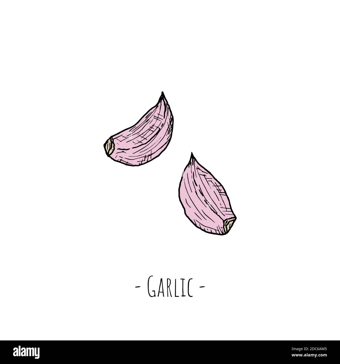 Garlic. Vector cartoon illustration. Isolated object on a white ...