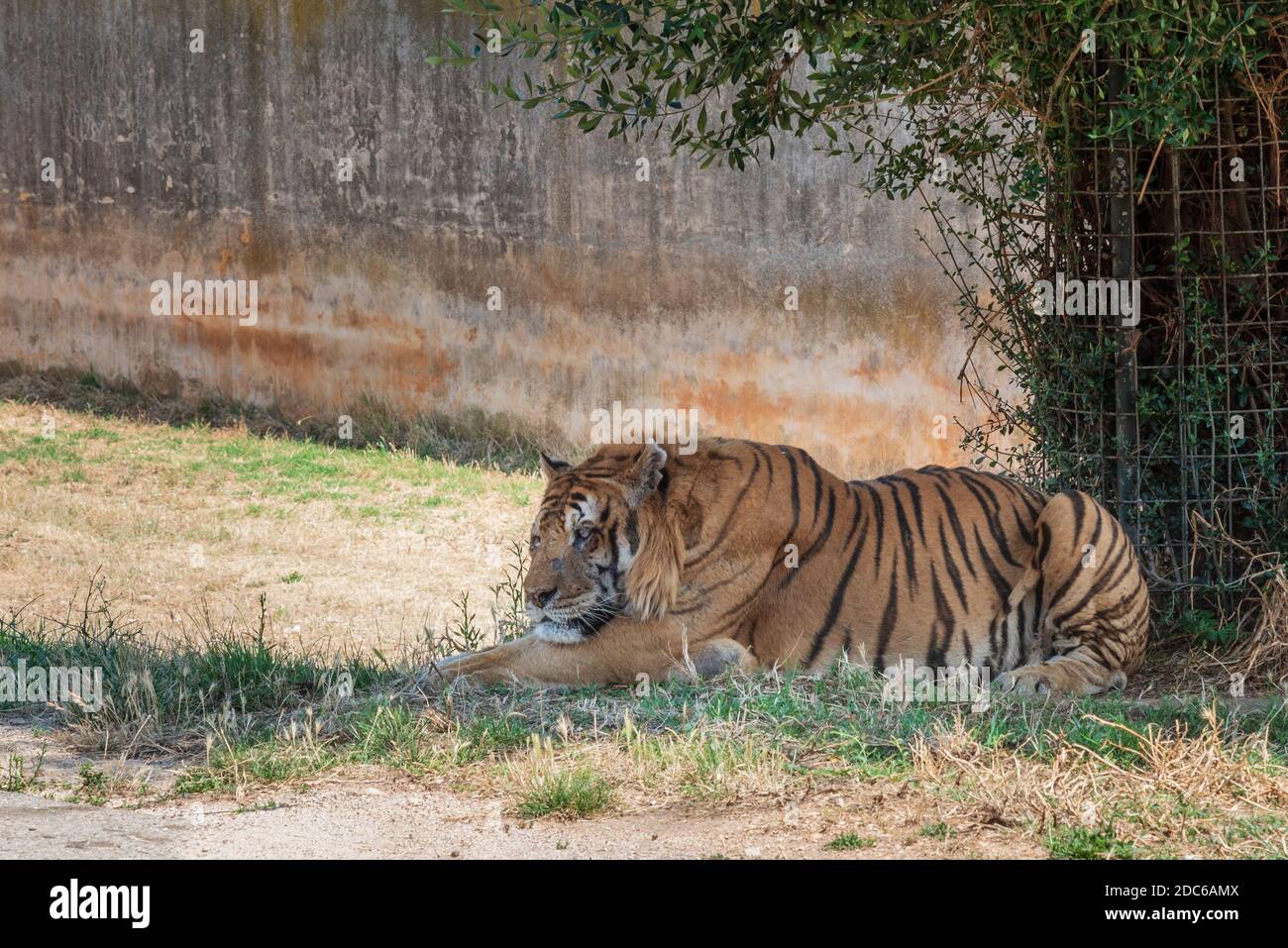 Animals from the Fasano safari zoo. Puglia Stock Photo - Alamy
