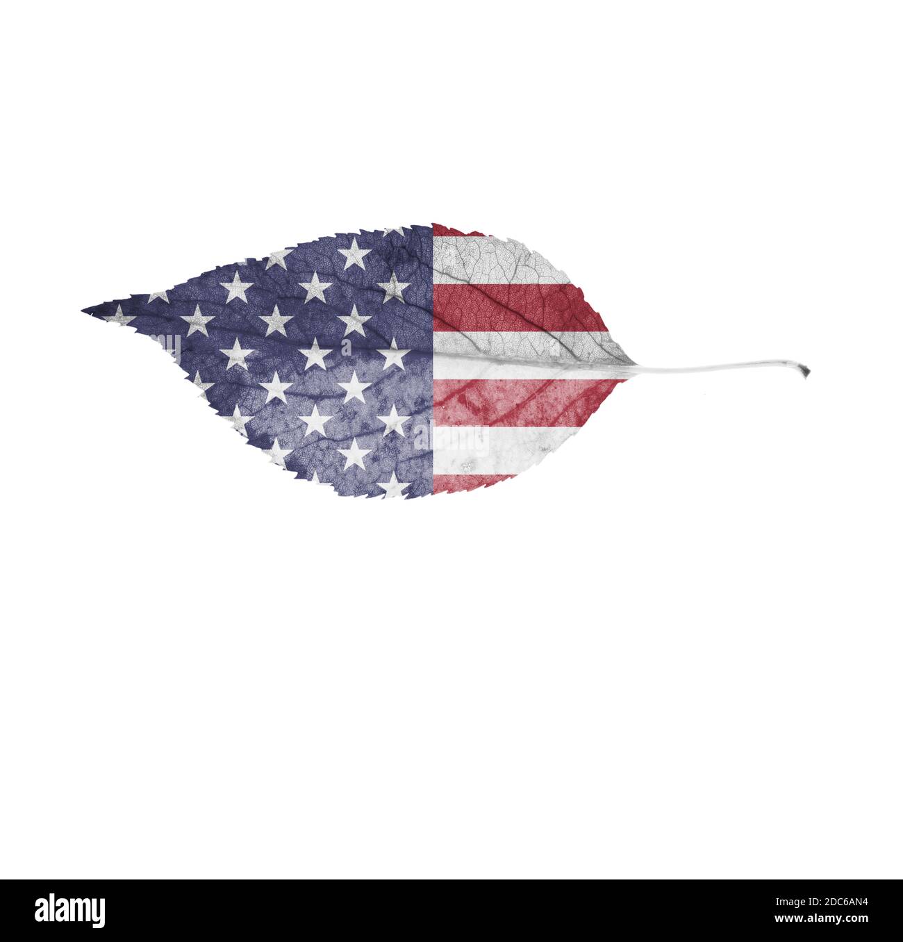 America's flag on a leaf is isolated on a white background Stock Photo ...