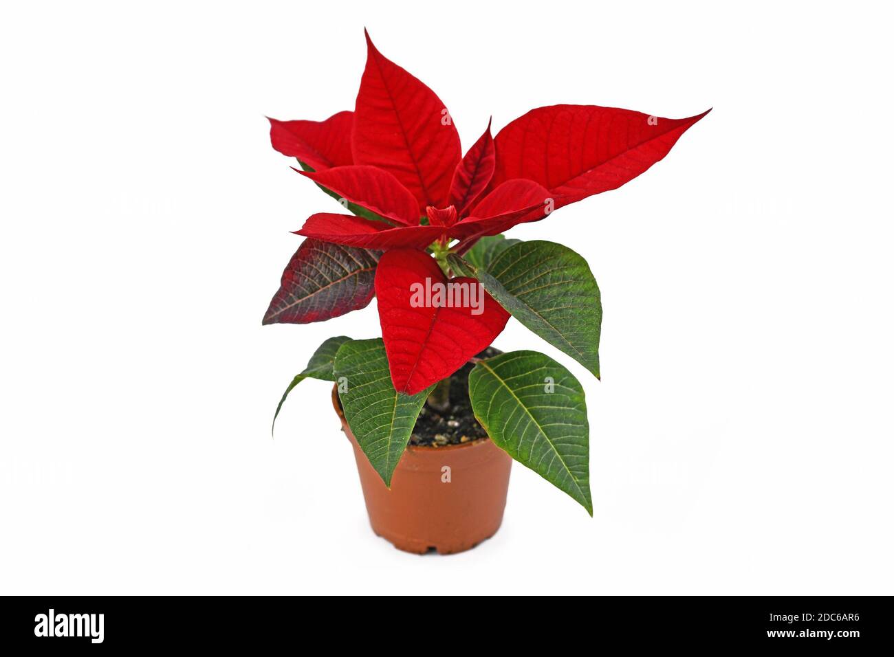 Euphorbia in pot hi-res stock photography and images - Alamy