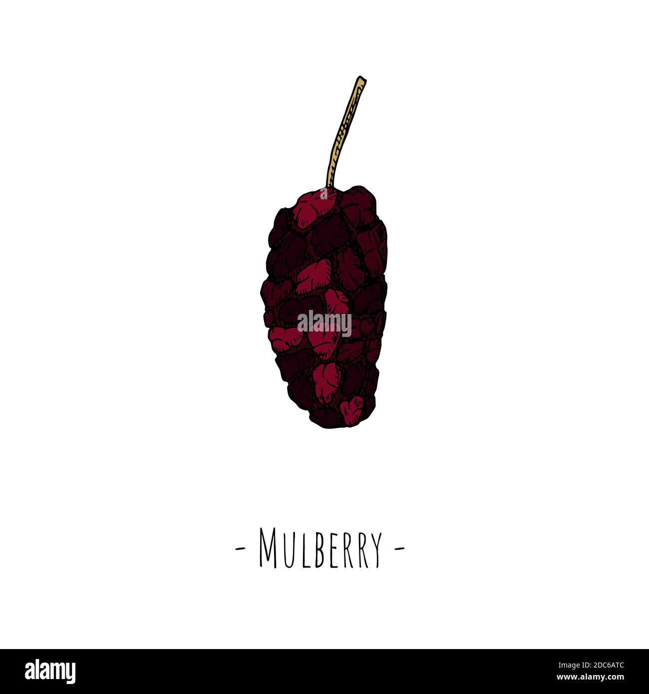 Mulberry. Vector cartoon illustration. Isolated object on white. Hand ...