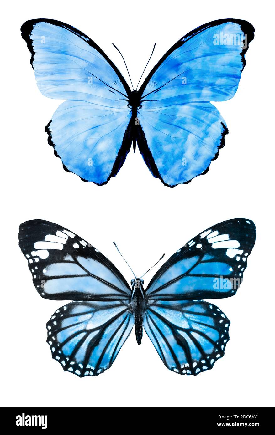 butterfly with a sky pattern with clouds on the wings. isolated on ...