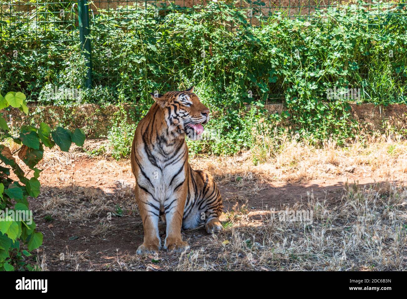 Animals from the Fasano safari zoo. Puglia Stock Photo - Alamy