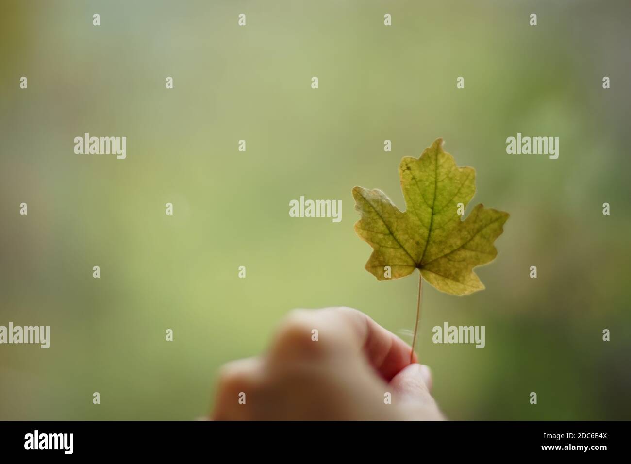 Dry green maple leaf in female fingers on natural blurred background ...