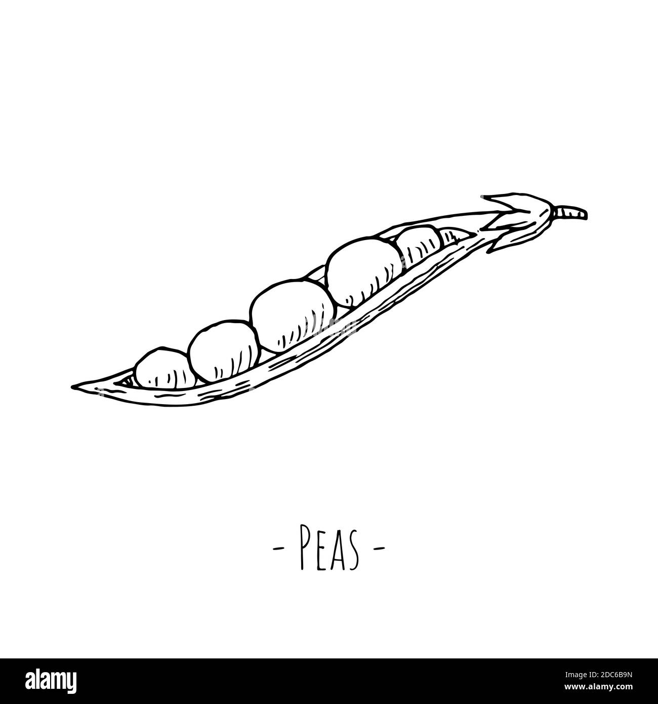 Peas. Vector illustration. Isolated object on a white background. Hand ...
