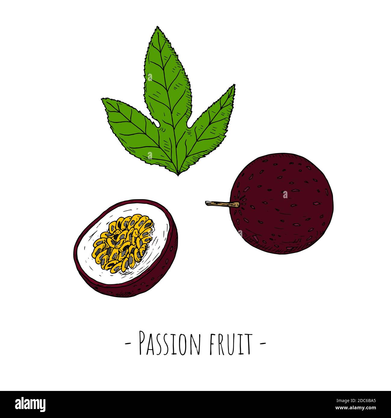 Passion fruit. Vector cartoon illustrations. Isolated objects on a ...