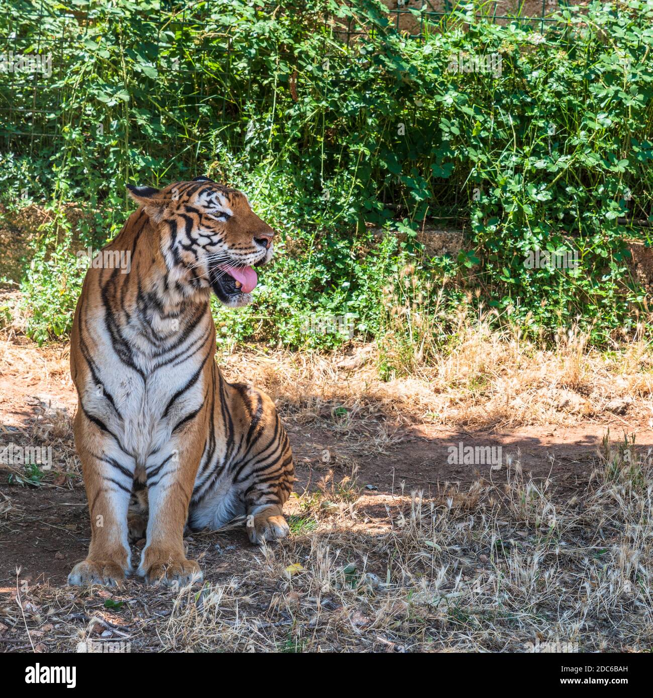 Animals from the Fasano safari zoo. Puglia Stock Photo - Alamy