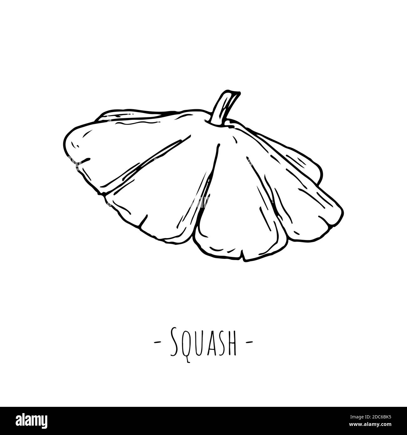 Squash. Vector illustration. Isolated on white. Hand-drawn style Stock ...