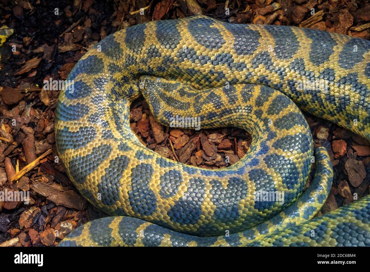 Single Yellow Anaconda - latin Eunectes notaeus - snake known also as ...