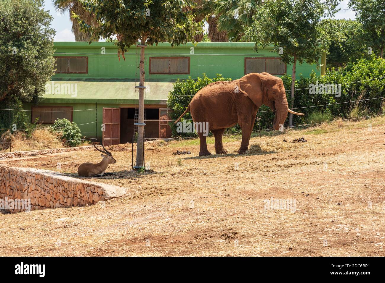 Animals from the Fasano safari zoo. Puglia Stock Photo - Alamy