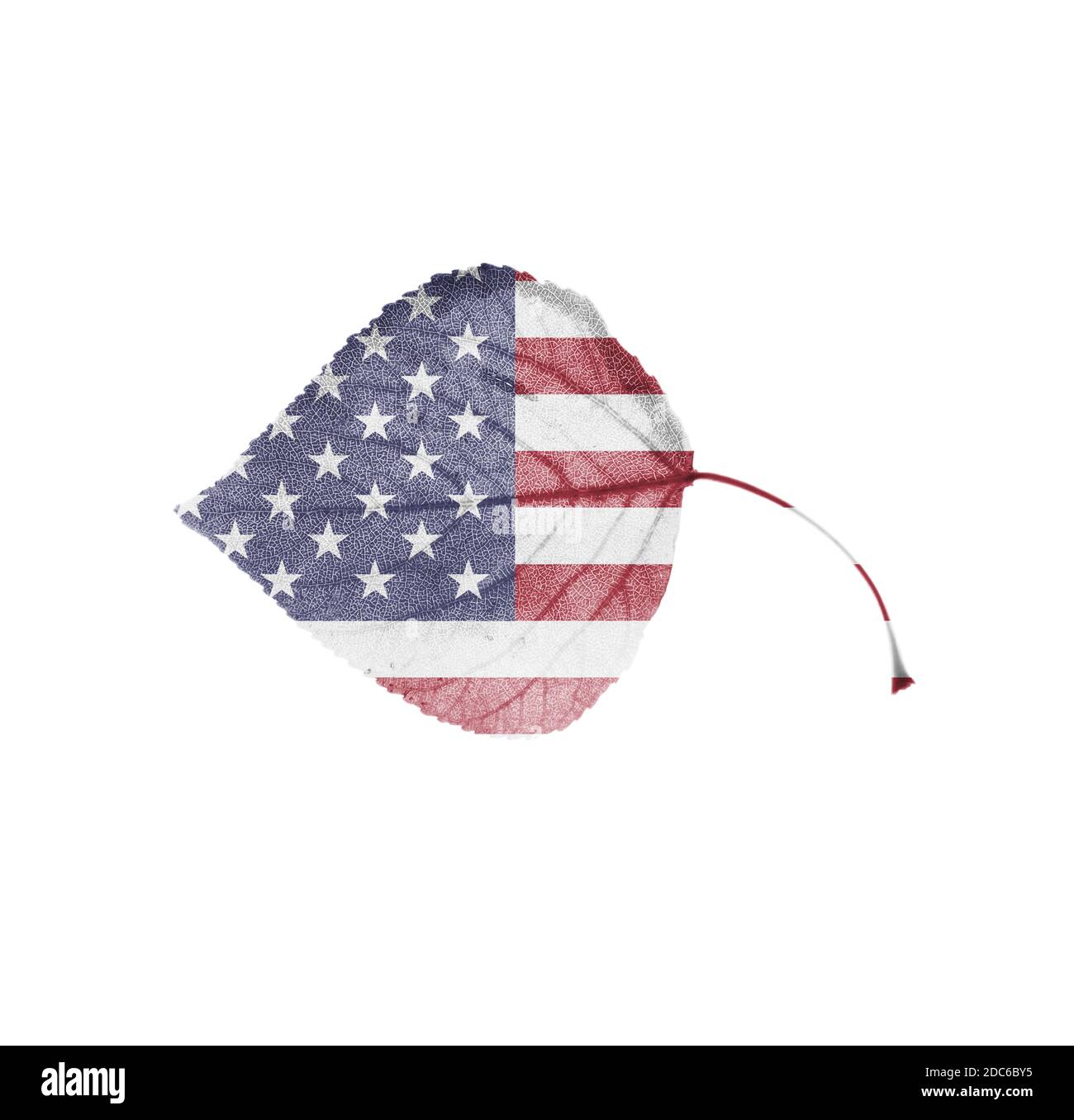 America's flag on a leaf is isolated on a white background Stock Photo ...