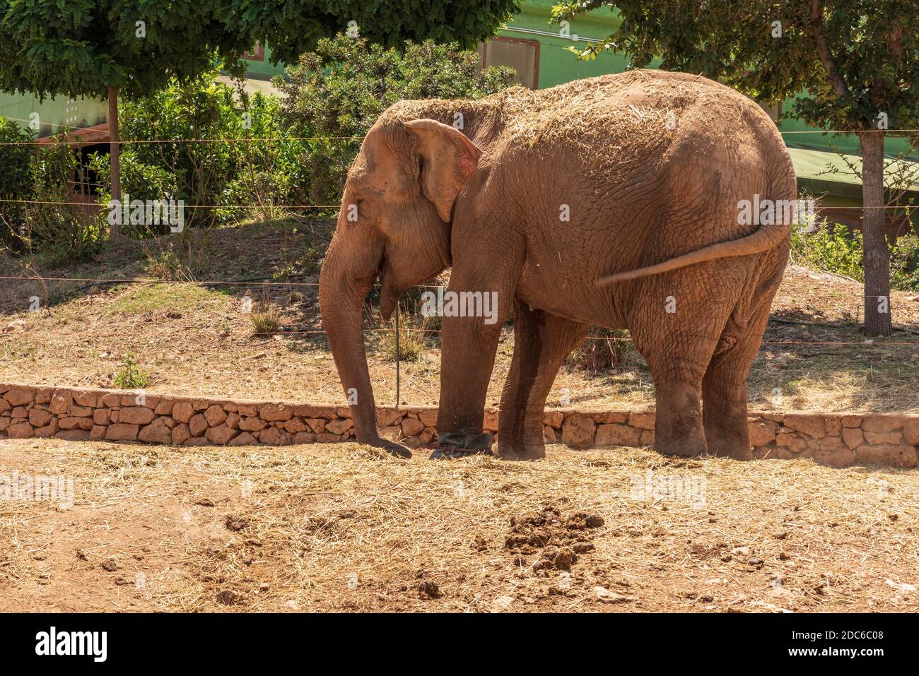 Animals from the Fasano safari zoo. Puglia Stock Photo - Alamy