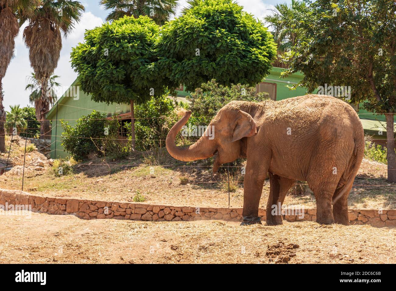 Animals from the Fasano safari zoo. Puglia Stock Photo - Alamy