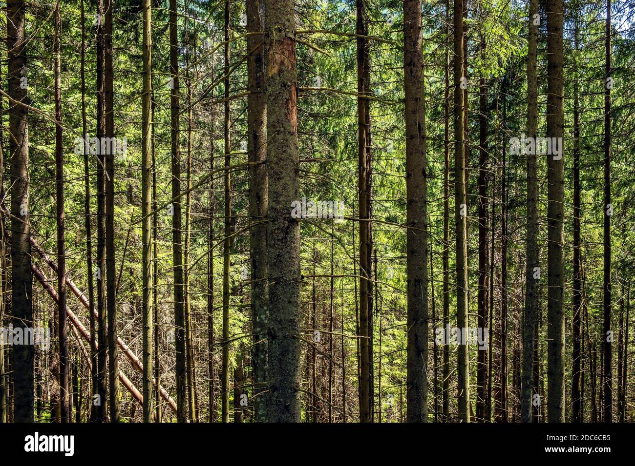 Mountain forest thicket of larch, pine and spruce trees in Tatra ...