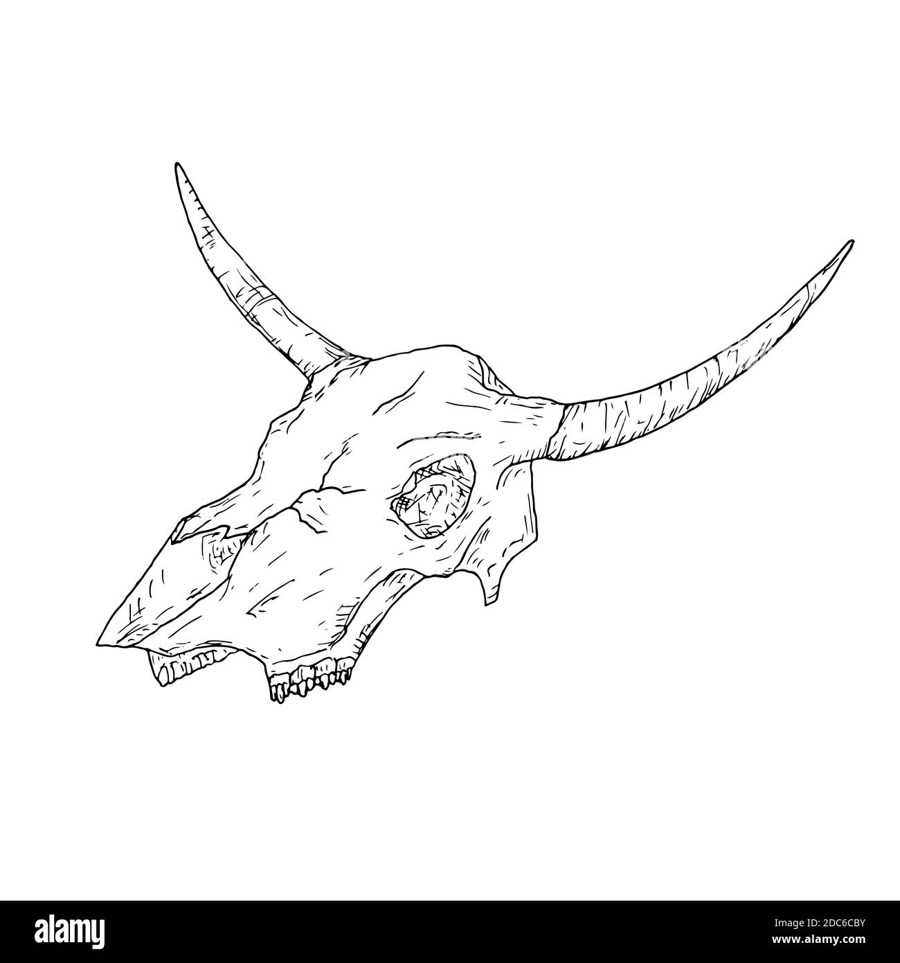 Cow skull. Vector illustration. Isolated object on a white background ...