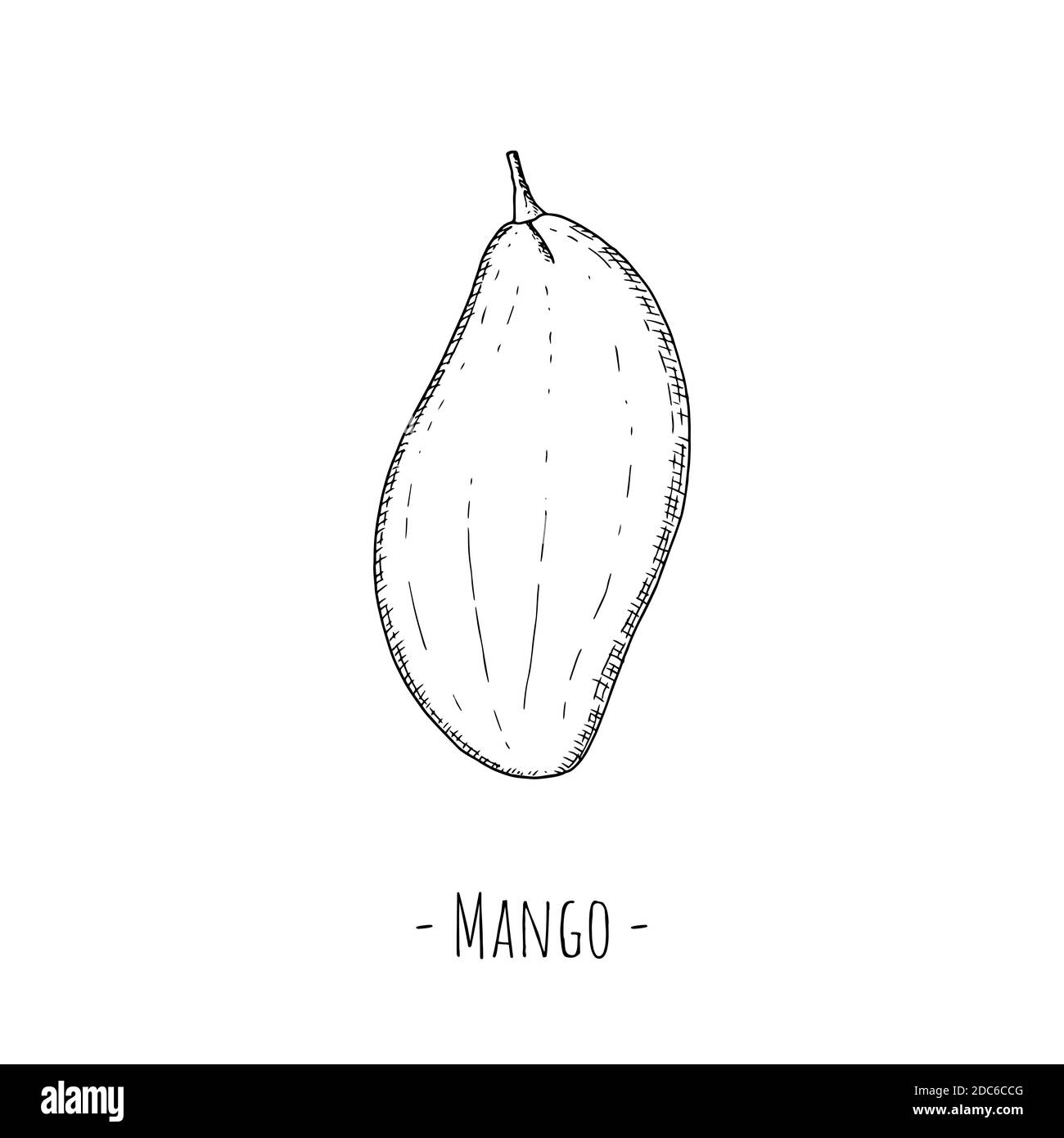 Whole mango. Vector cartoon illustration. Isolated object on a white ...