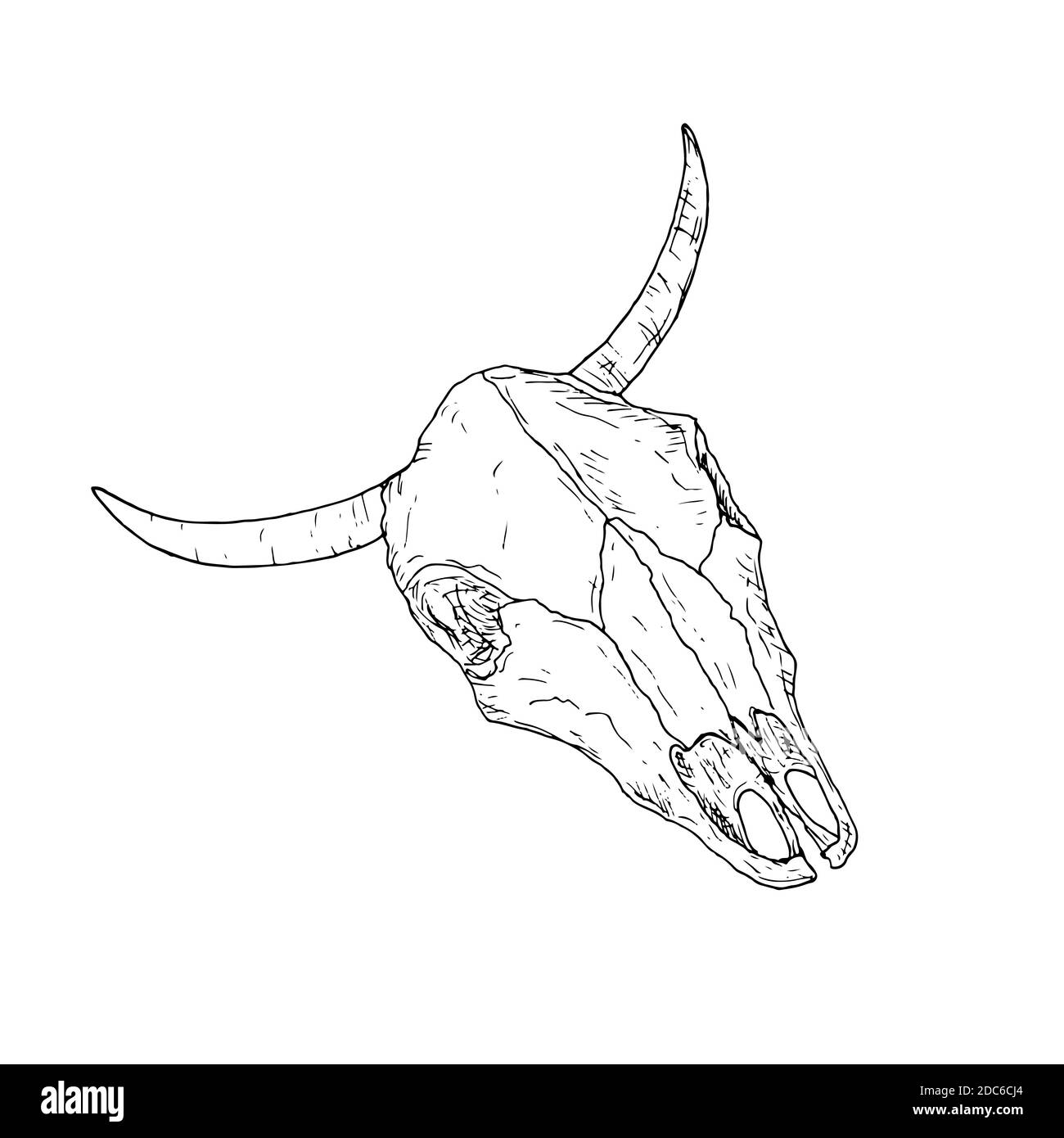 Cow skull. Vector illustration. Isolated object on a white background ...