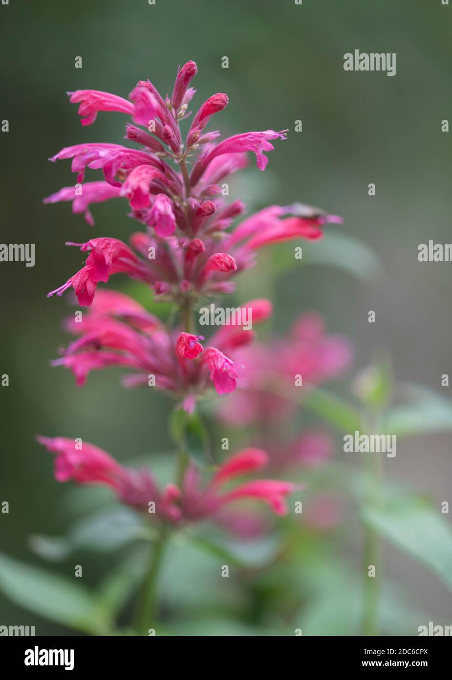 beautiful agastache arcado pink growing in the garden in summer Stock ...