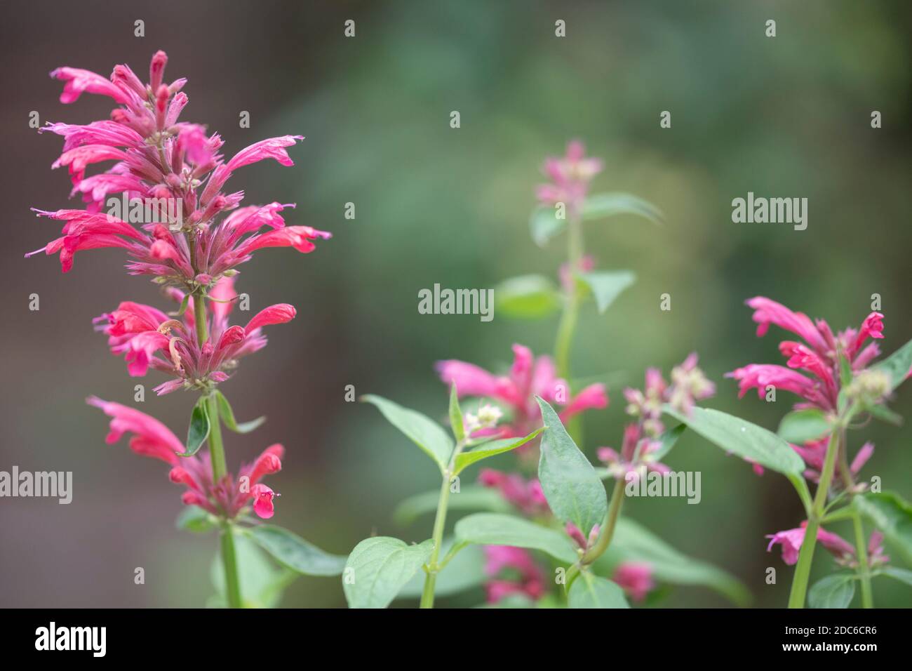 beautiful agastache arcado pink growing in the garden in summer Stock ...