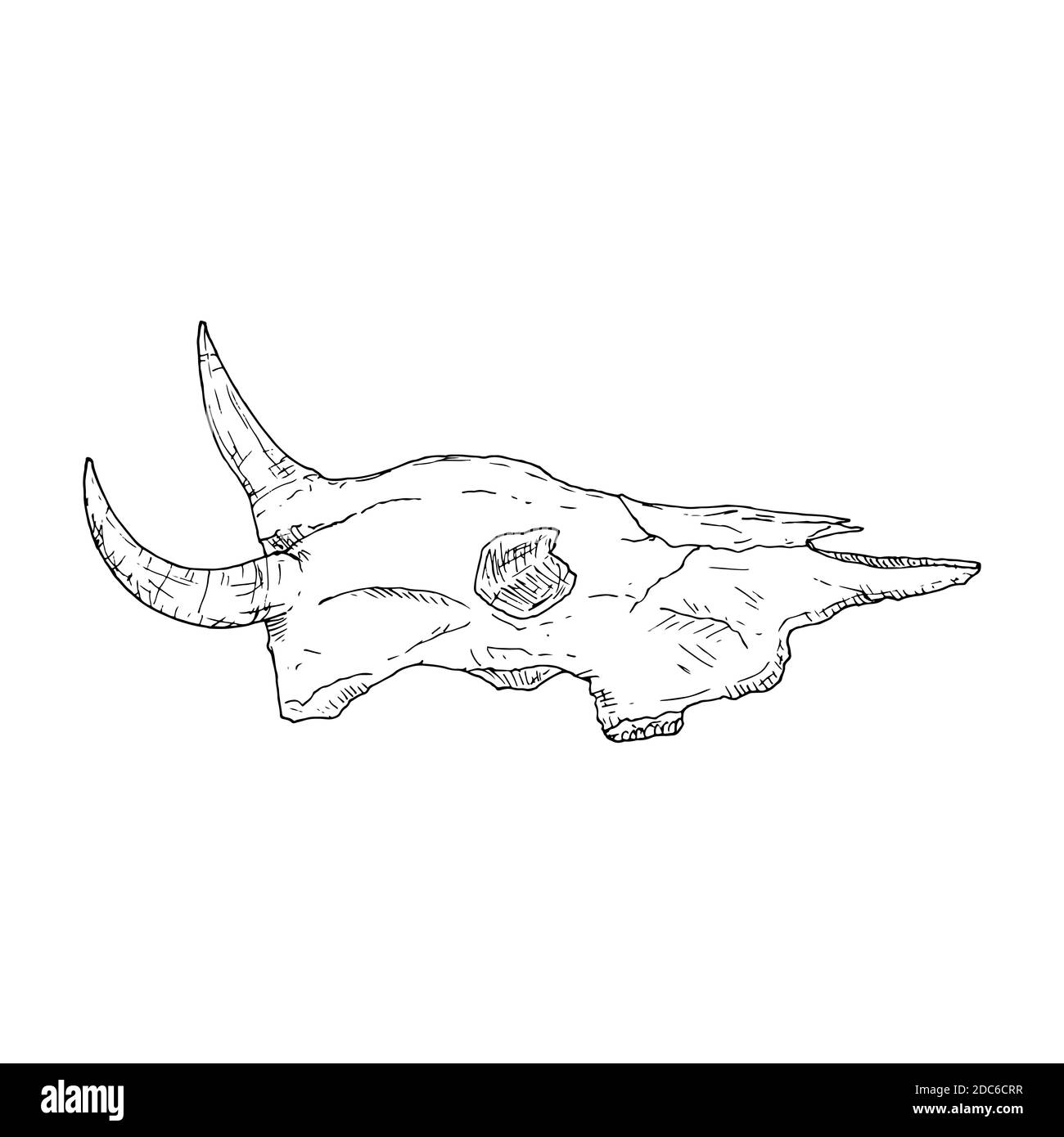 Cow skull. Vector illustration. Isolated object on a white background ...