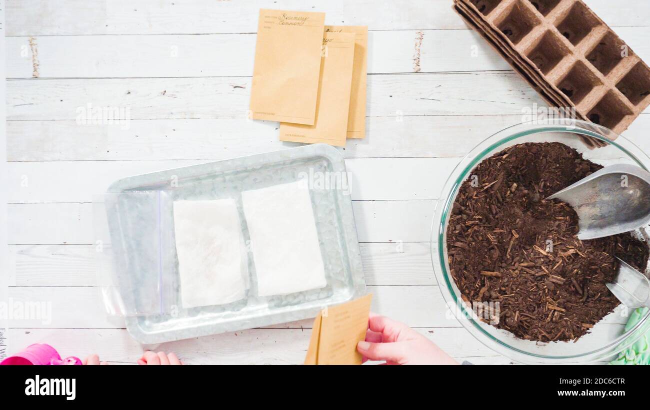 Flat lay. Planting seeds into small containers to start an indoor herb ...