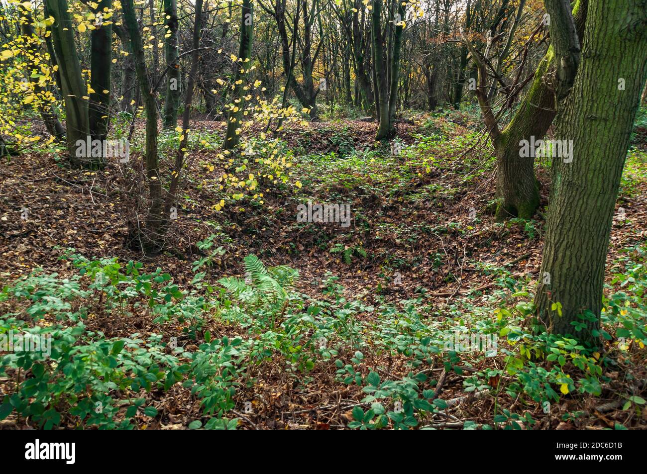 Craters left from shallow 19th Century ironstone mining shafts in ...