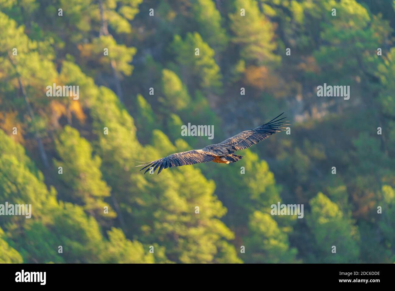 Vulture gliding over the forest on autumn colors Stock Photo - Alamy