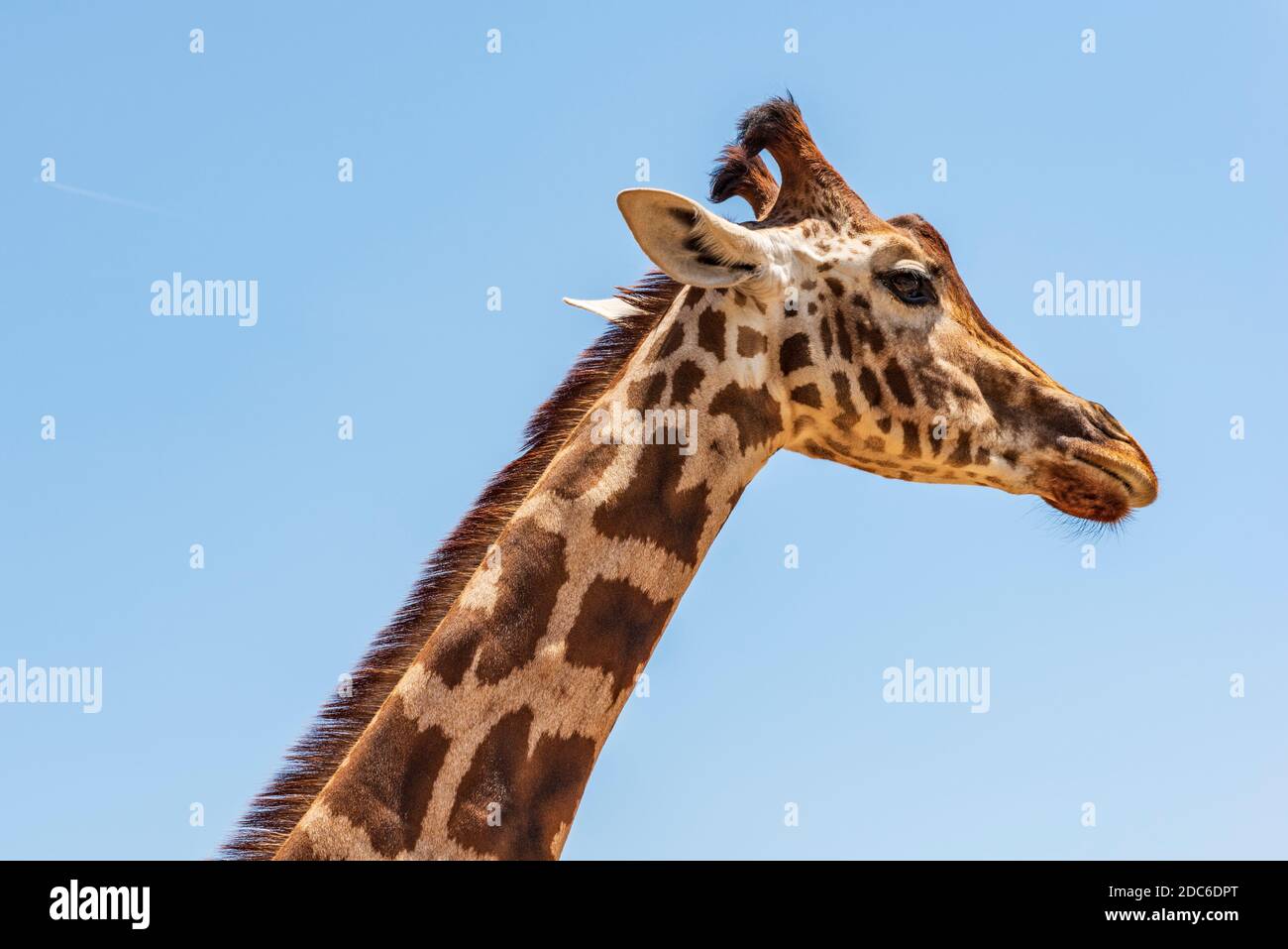 Animals from the Fasano safari zoo. Puglia Stock Photo - Alamy