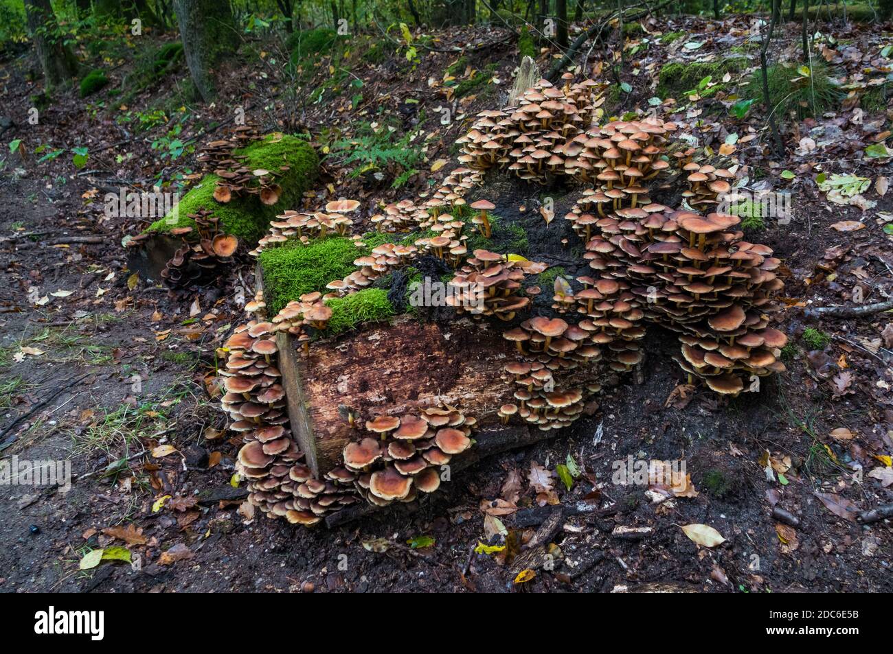 group of fungi in the forest during autum Stock Photo - Alamy