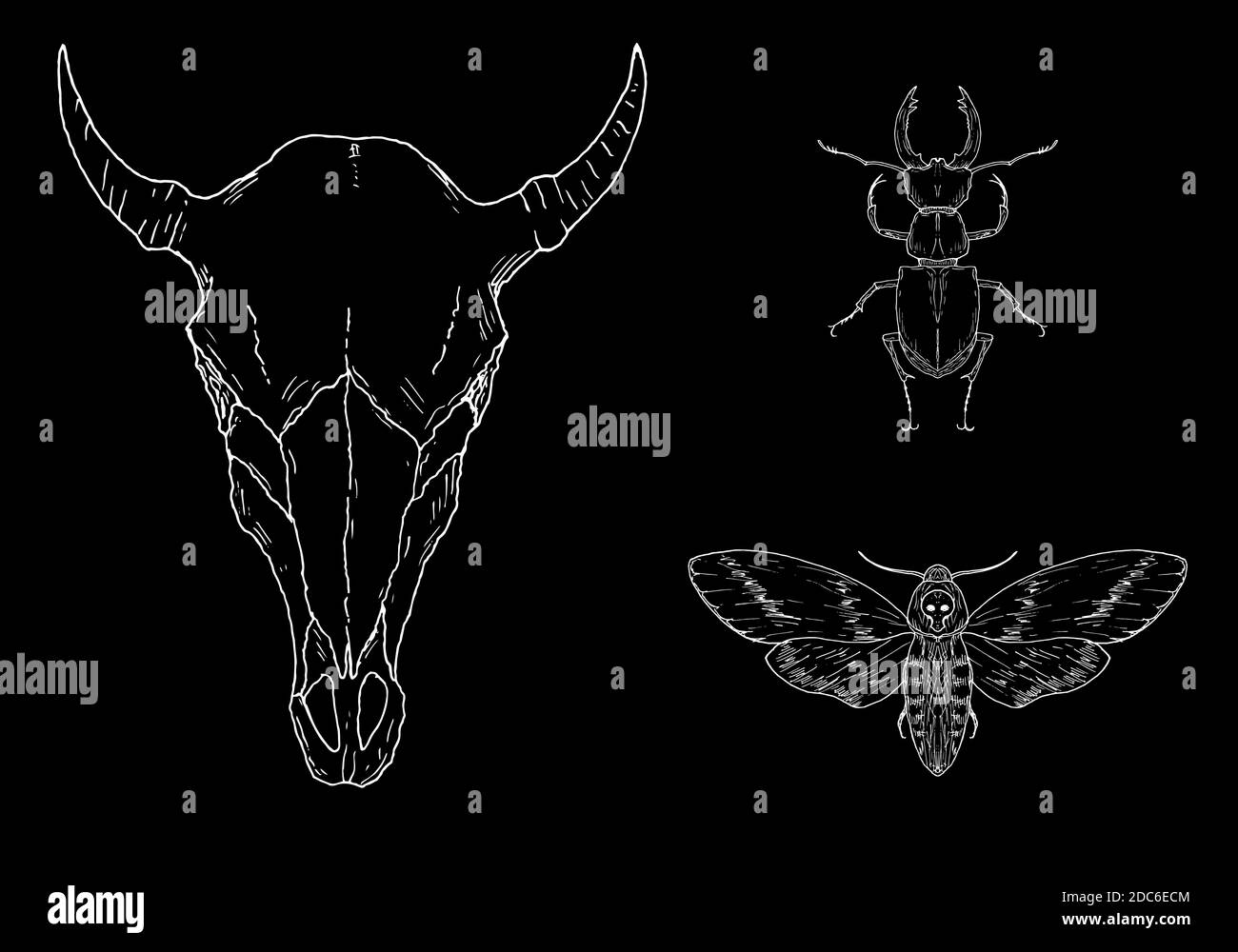 Occult elements. Cow skull, stag beetle and death's head hawkmoth ...