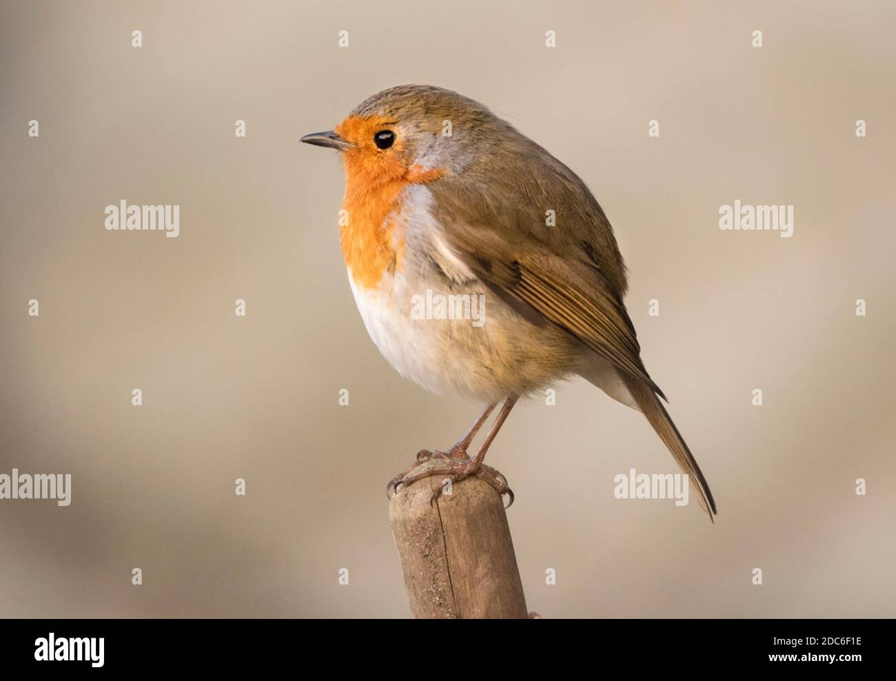 Robin in winter Stock Photo - Alamy