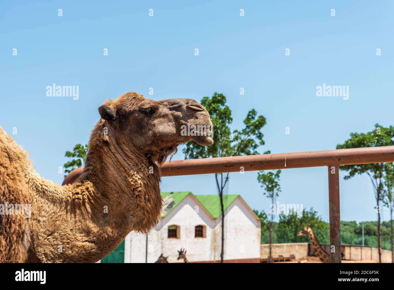 Animals from the Fasano safari zoo. Puglia Stock Photo - Alamy