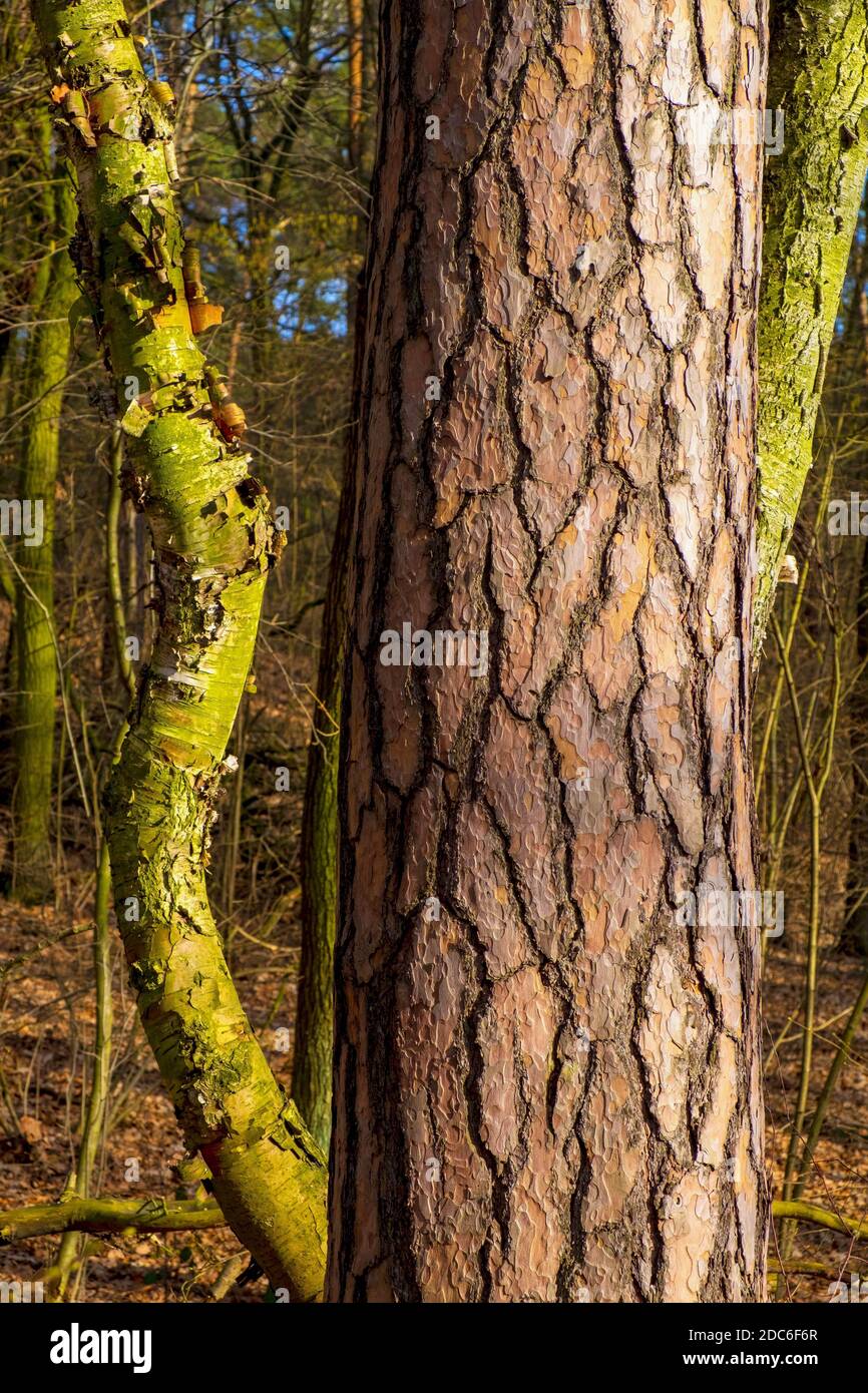 Early spring landscape of mixed European forest thicket with Scots pine ...