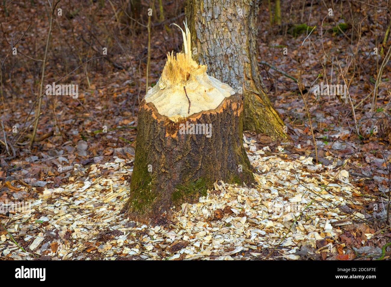 Tree trunks freshly undercut by Eurasian beavers - latin Castor fiber ...
