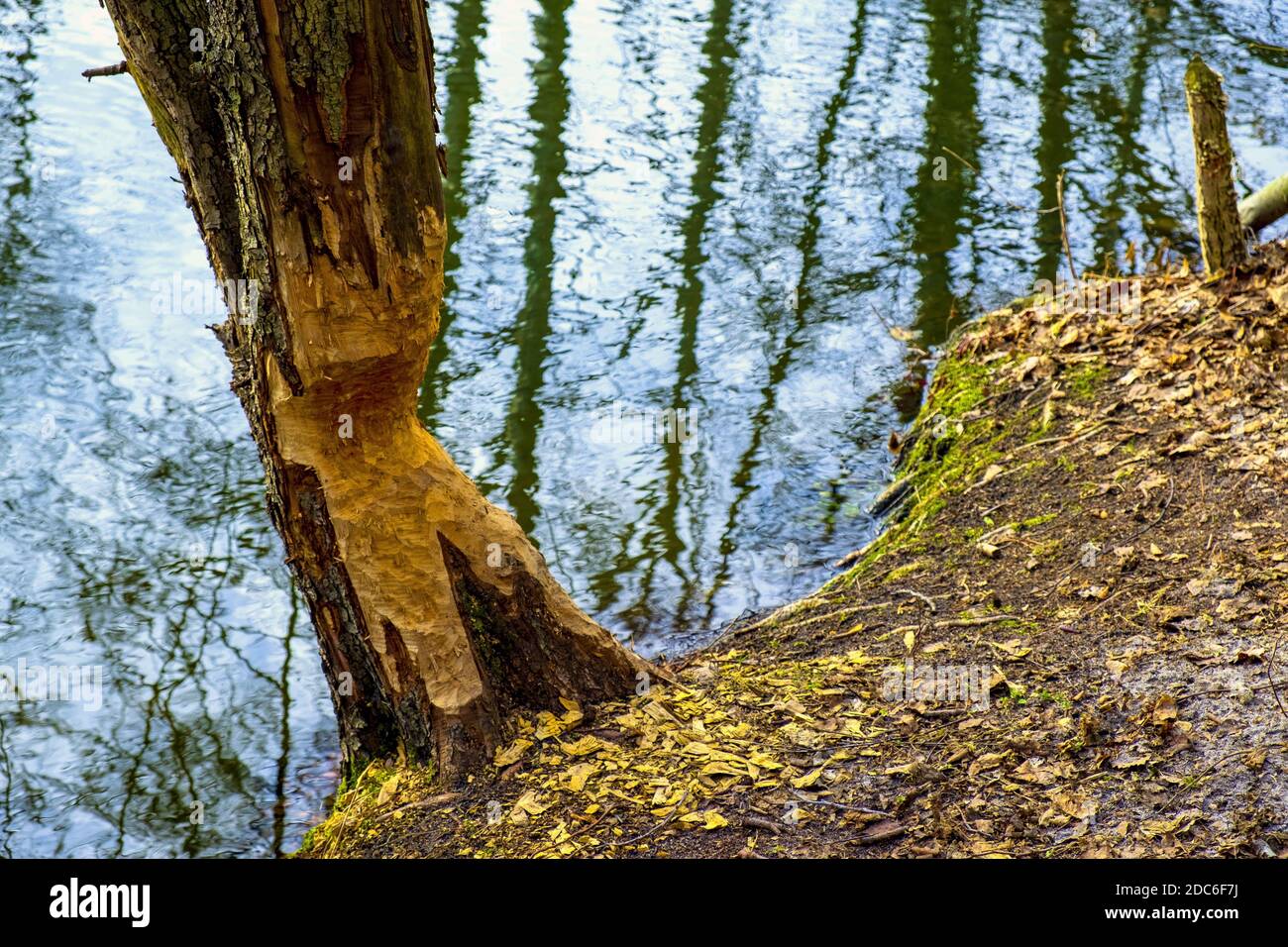 Tree trunks freshly undercut by Eurasian beavers - latin Castor fiber ...