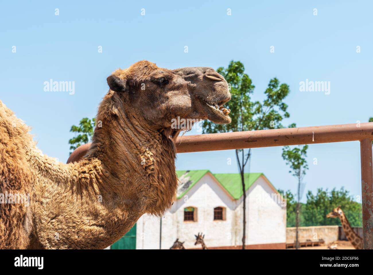 Animals from the Fasano safari zoo. Puglia Stock Photo - Alamy
