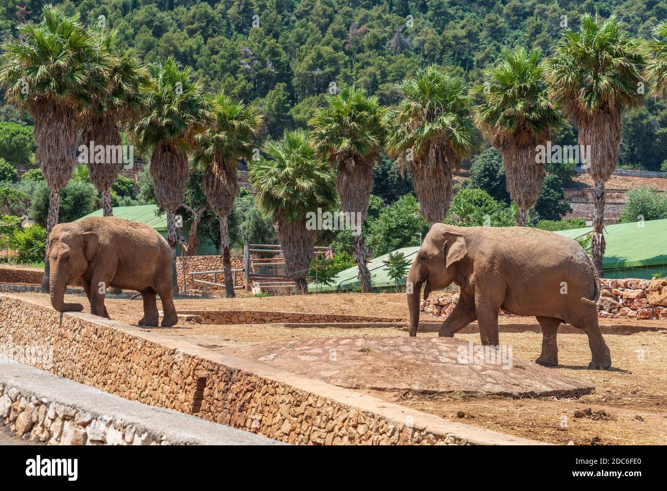 Animals from the Fasano safari zoo. Puglia Stock Photo - Alamy
