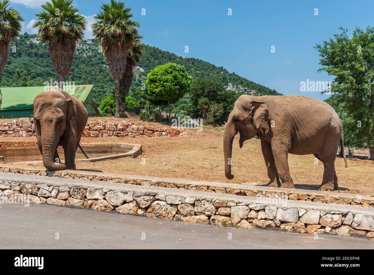 Animals from the Fasano safari zoo. Puglia Stock Photo - Alamy