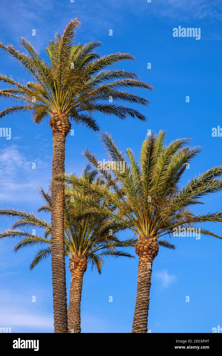 Pal floral hi-res stock photography and images - Alamy