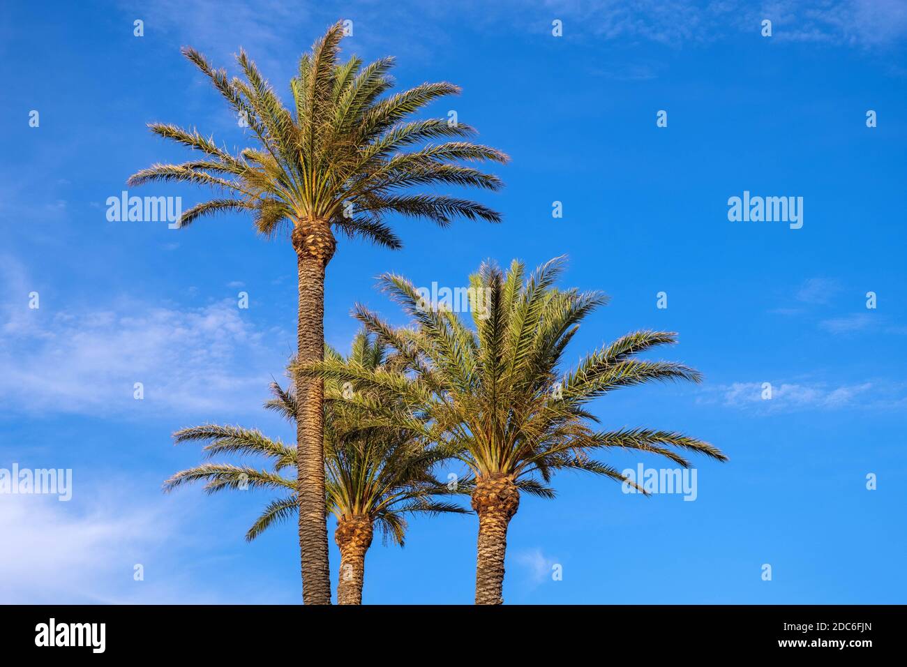 Palm trees - latin Arecaceae - with green leaves and branches in front ...