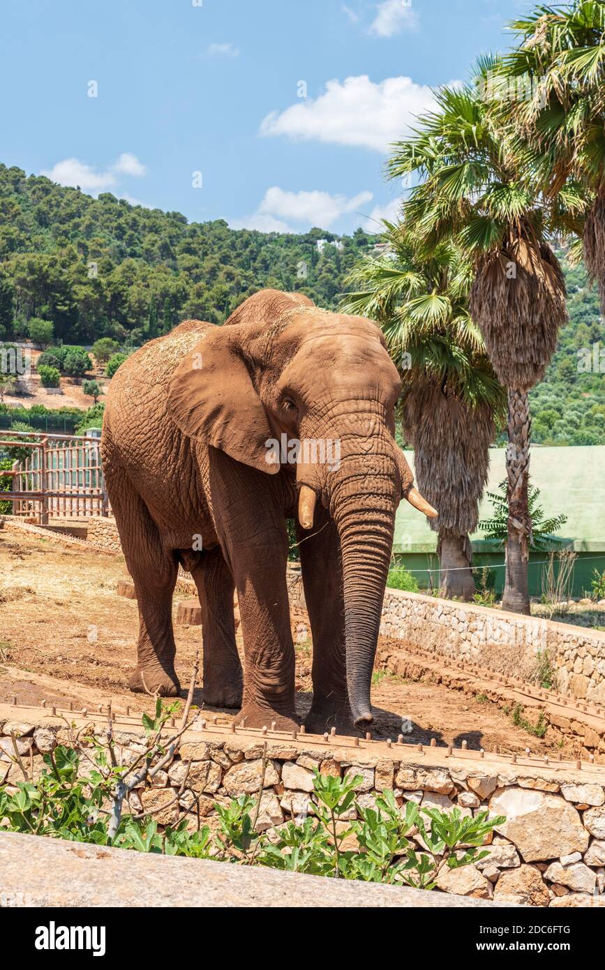 Animals from the Fasano safari zoo. Puglia Stock Photo - Alamy